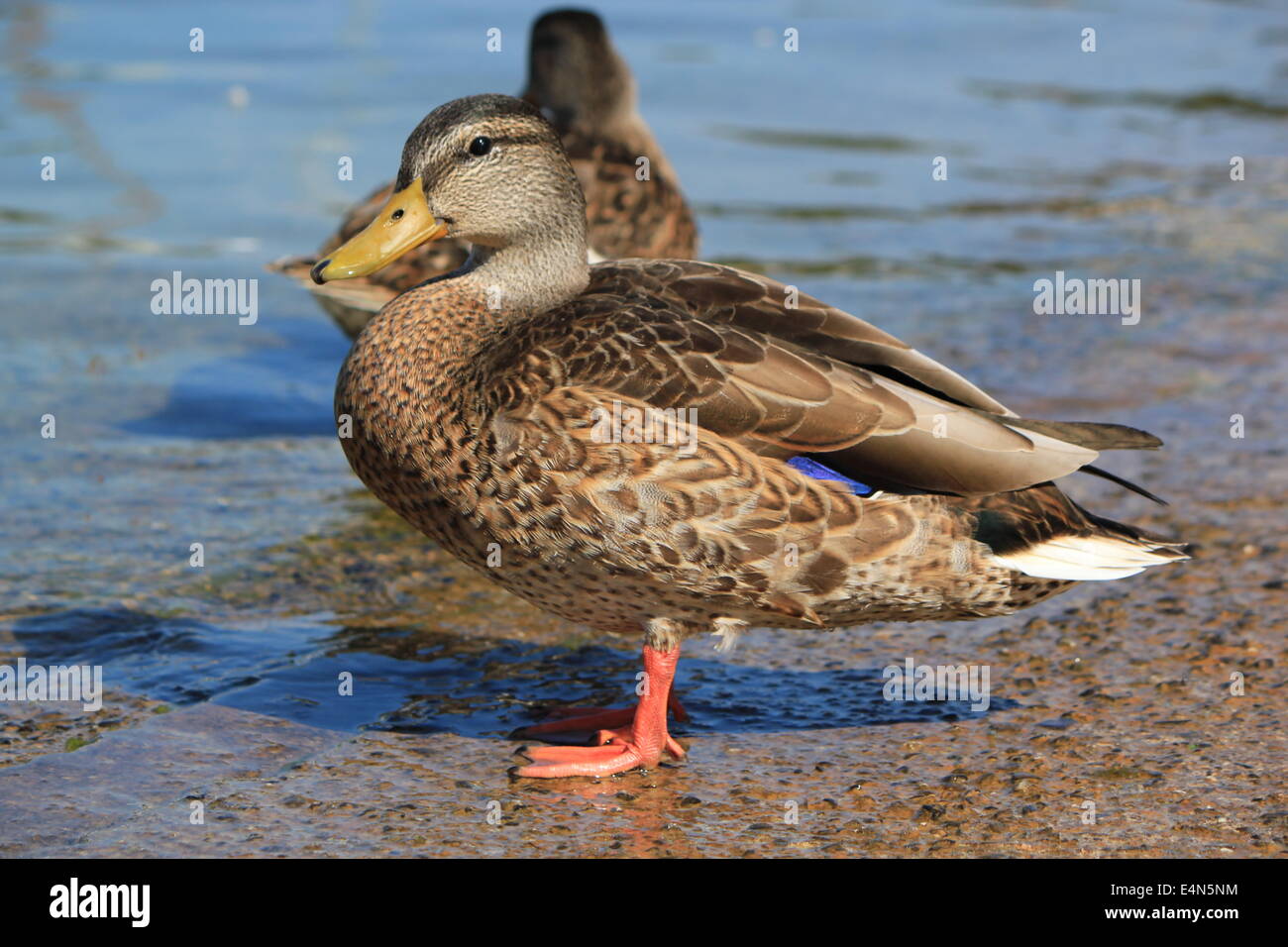 Female mallard duck Stock Photo - Alamy