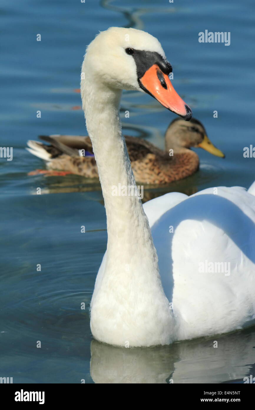 Swan and duck Stock Photo - Alamy