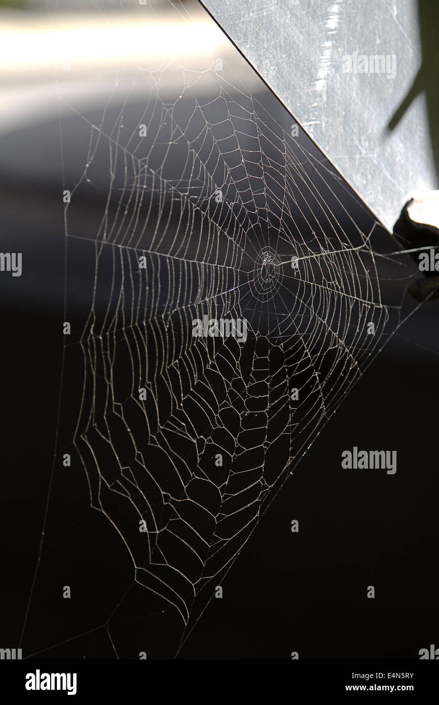 Web to catch insects hi-res stock photography and images - Alamy