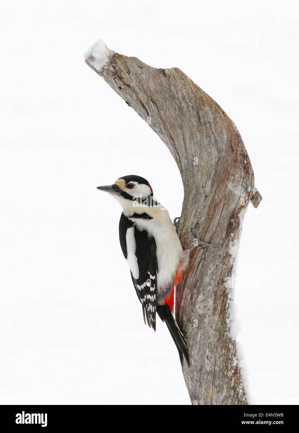 Taiga winter Cut Out Stock Images & Pictures - Alamy