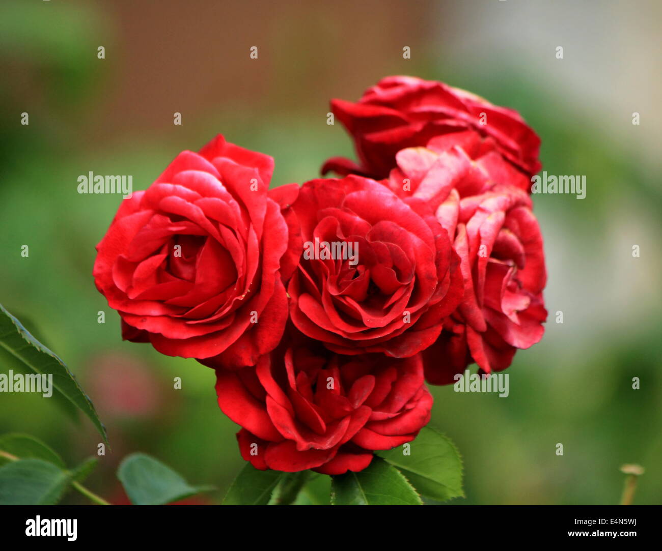 Deep crimson roses hi-res stock photography and images - Alamy
