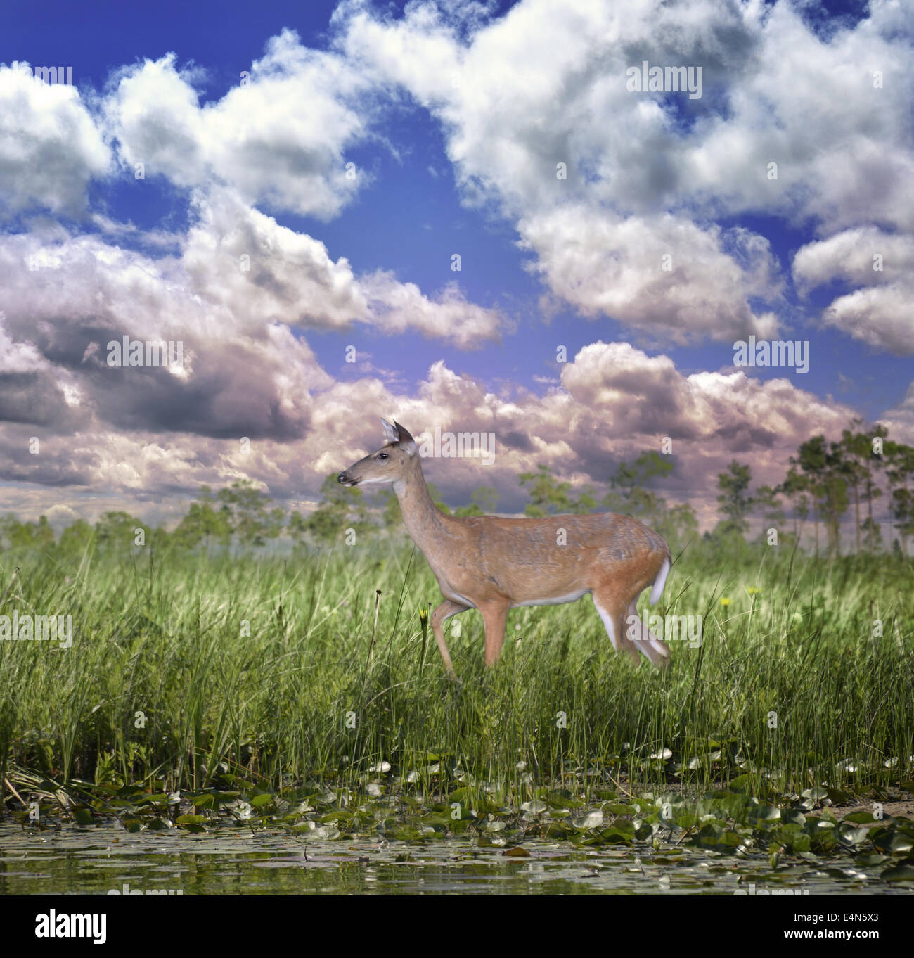 White tailed deer landscape hi-res stock photography and images - Alamy