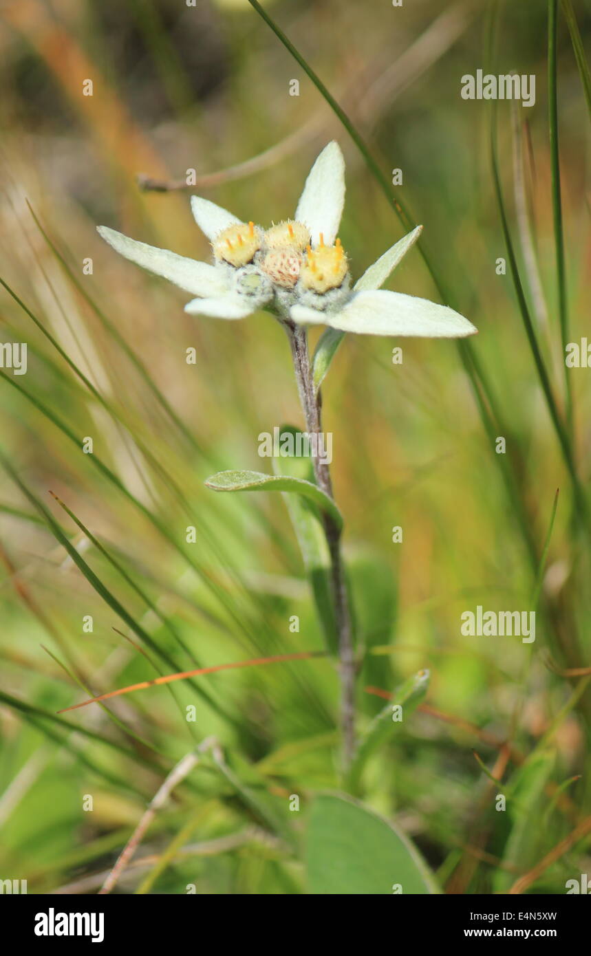 Edelweiss protected rare flower hi-res stock photography and images - Alamy