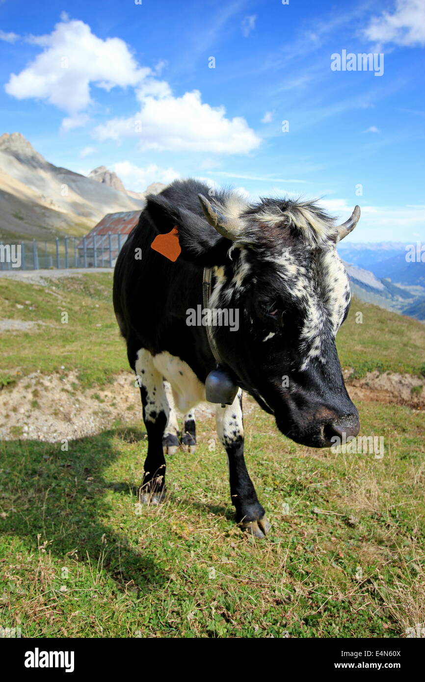 Cow walking in the mountain Stock Photo - Alamy
