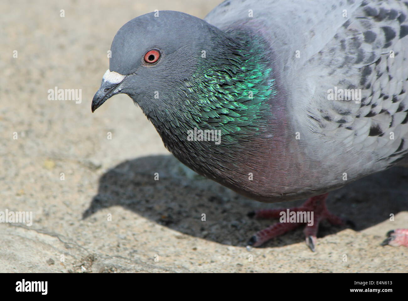 Portrait of a pigeon in the city Stock Photo - Alamy