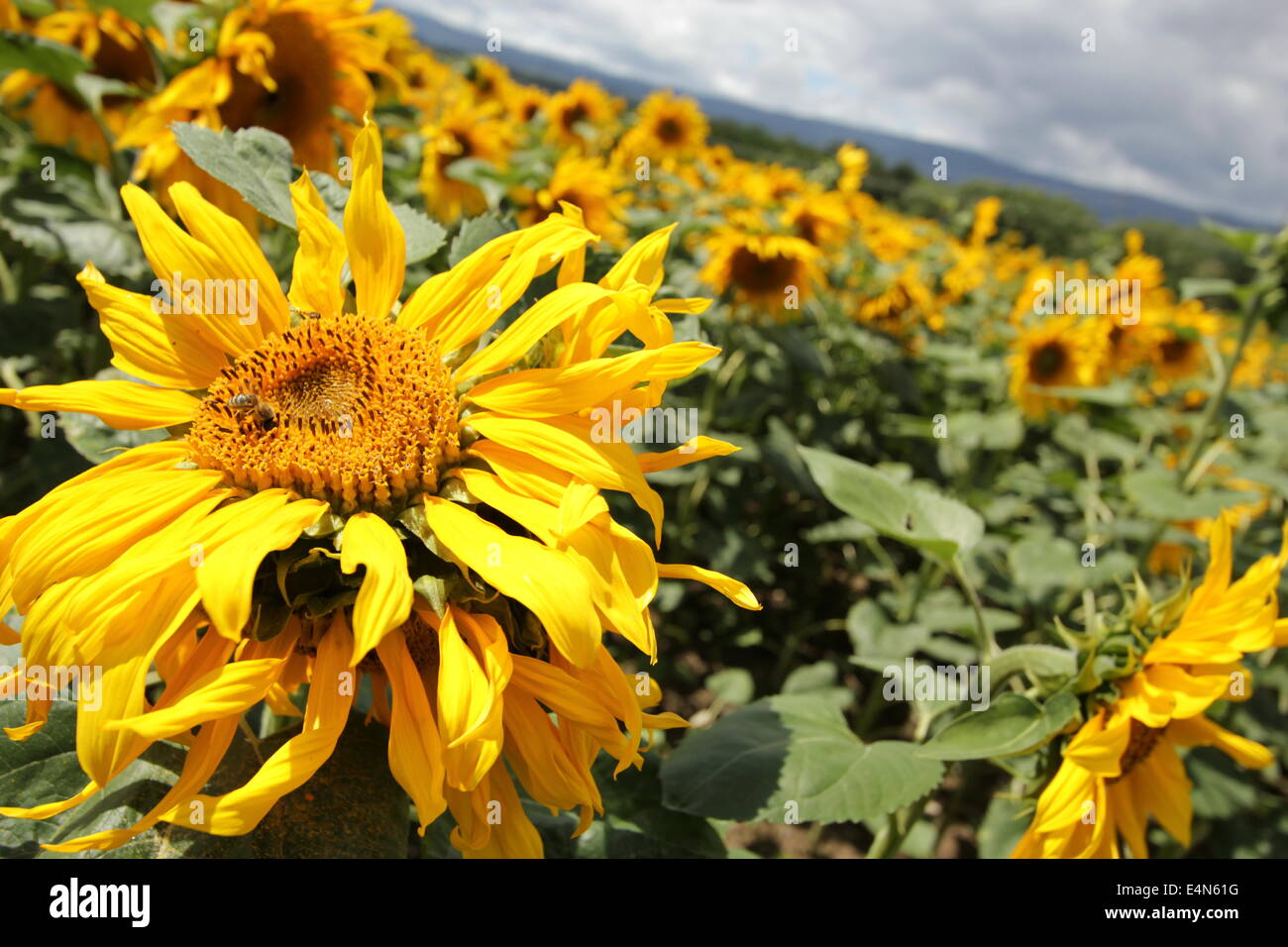 Sunflower bee sky yellow green clear hi-res stock photography and ...