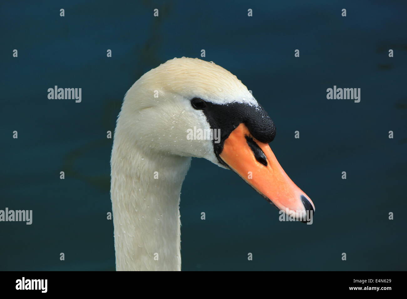 Head of a swan Stock Photo - Alamy