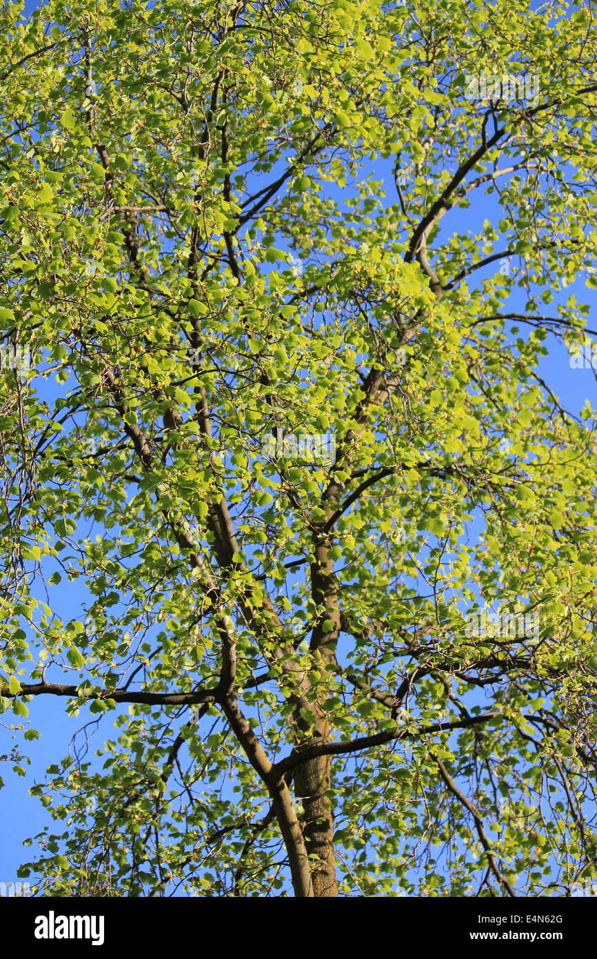 Asymmetrical tree leaves hi-res stock photography and images - Alamy