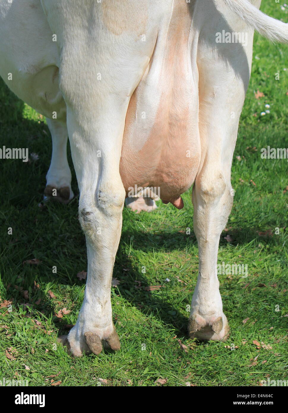 Cow udder legs hi-res stock photography and images - Alamy