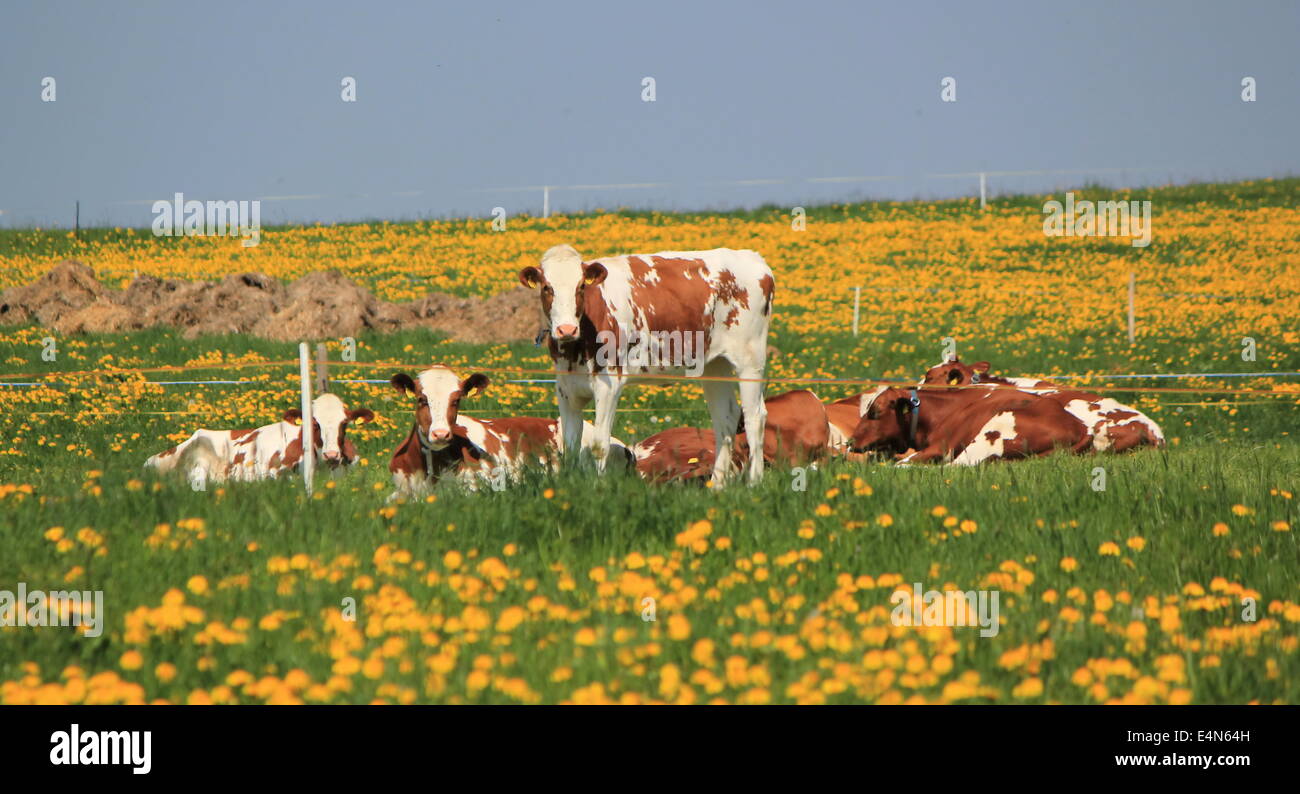 Cows of Fribourg canton, Switzerland, resting Stock Photo - Alamy