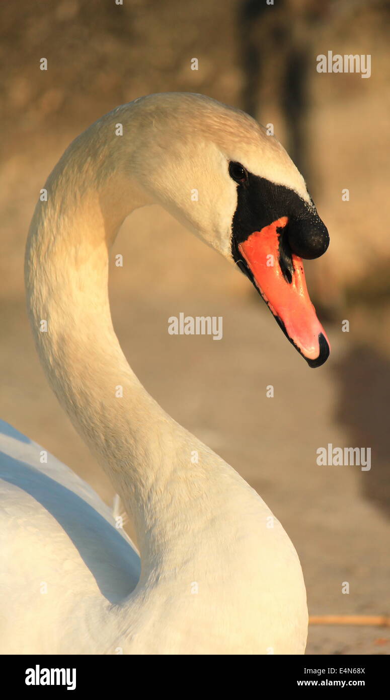 Head of a swan by sunset Stock Photo - Alamy