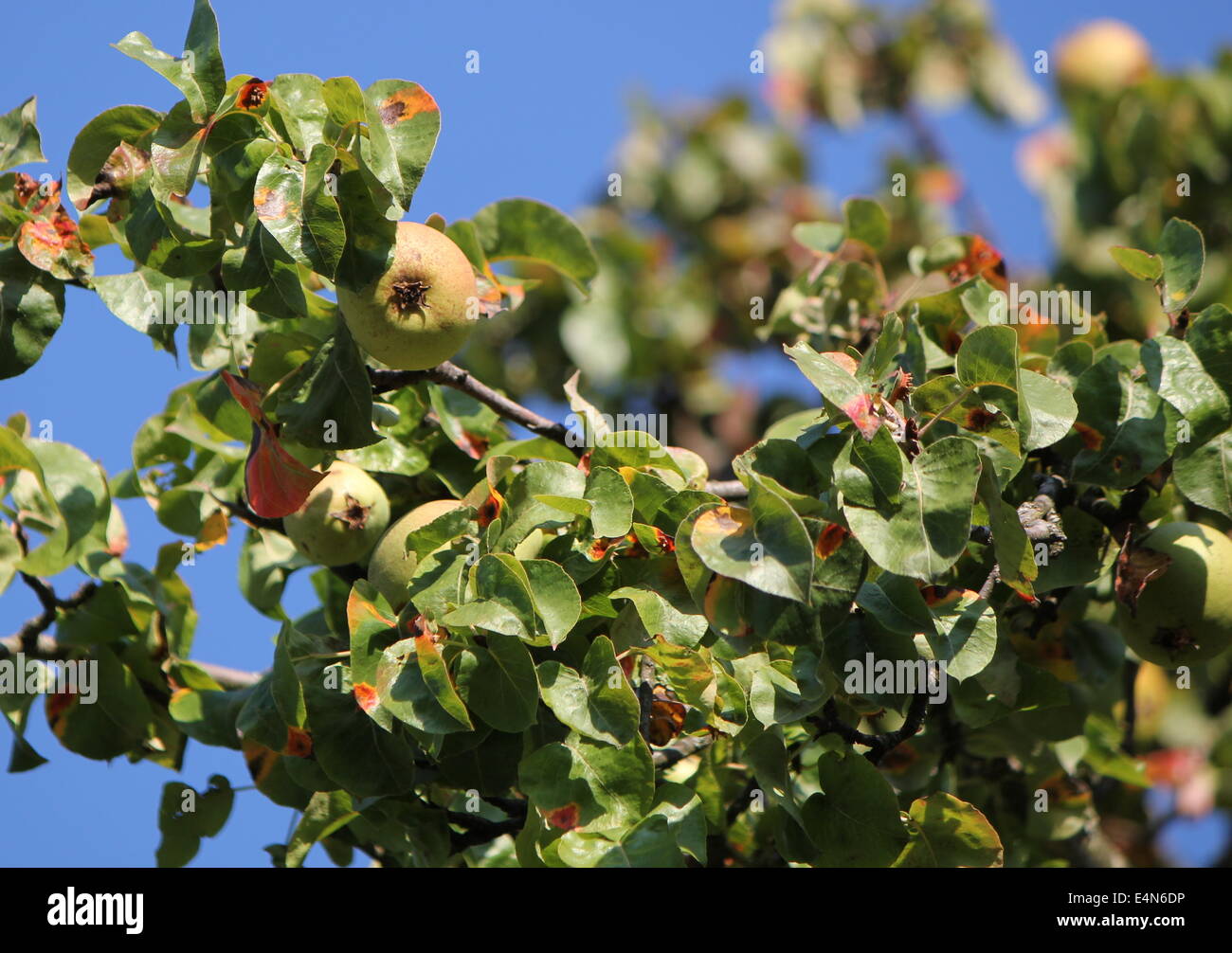 Apple tree branch Stock Photo - Alamy