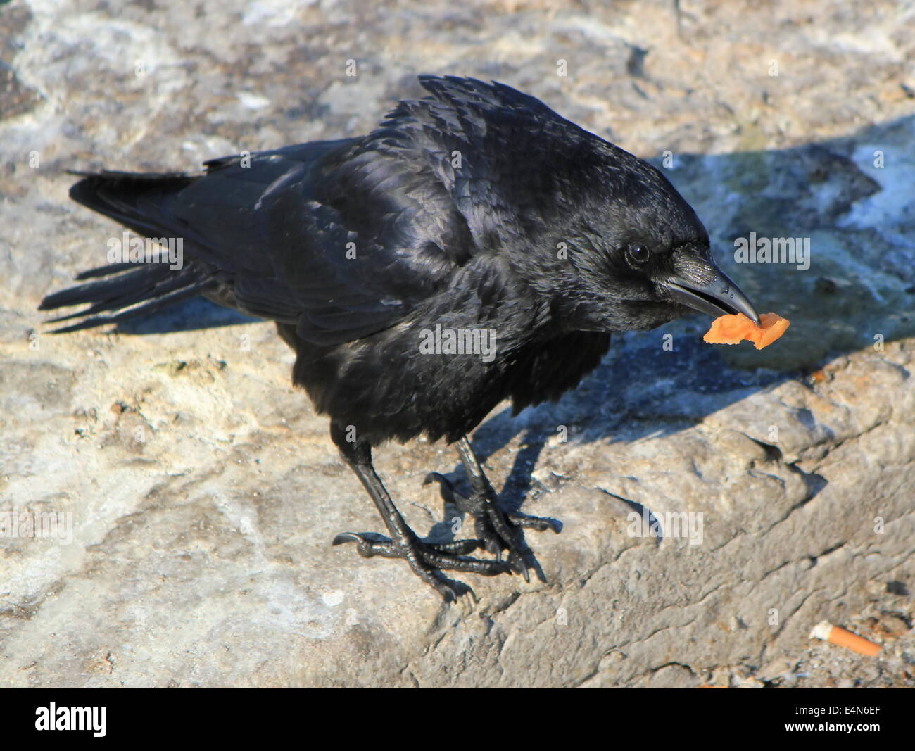 Crow holding food Stock Photo - Alamy