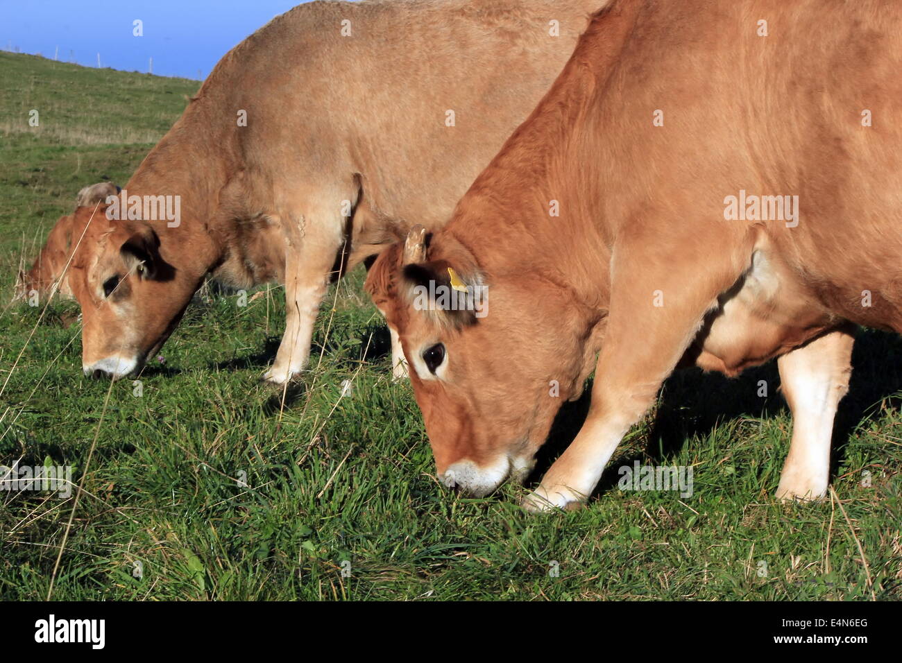 Closeup of cows eye hi-res stock photography and images - Alamy