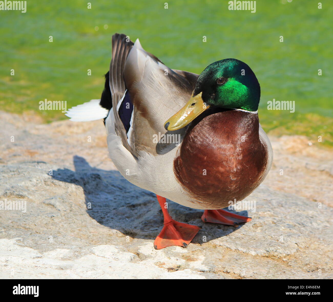 Male mallard duck Stock Photo - Alamy