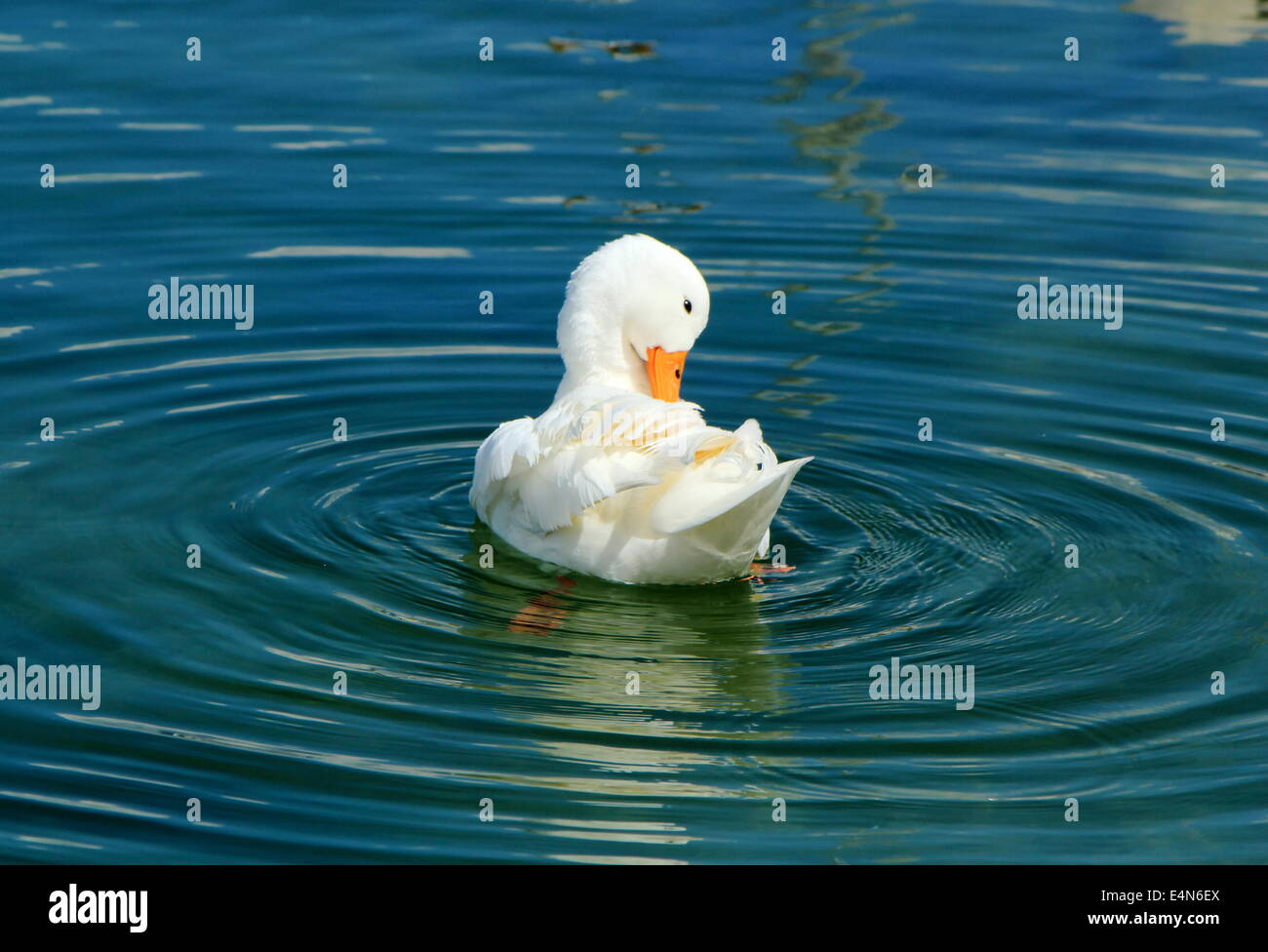 White duck with mallards hi-res stock photography and images - Alamy