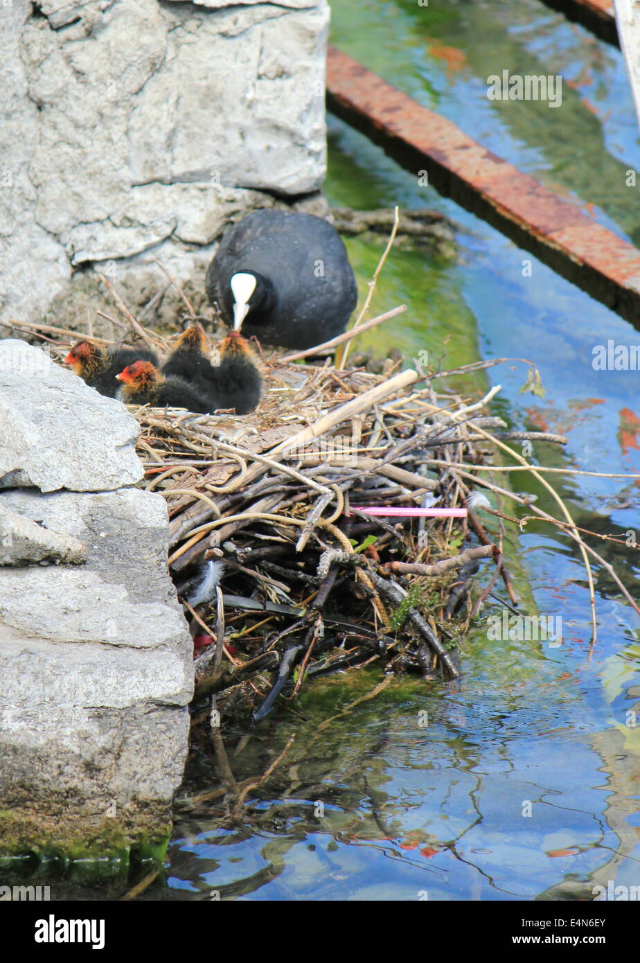 Coot female duck feeding its ducklings Stock Photo - Alamy