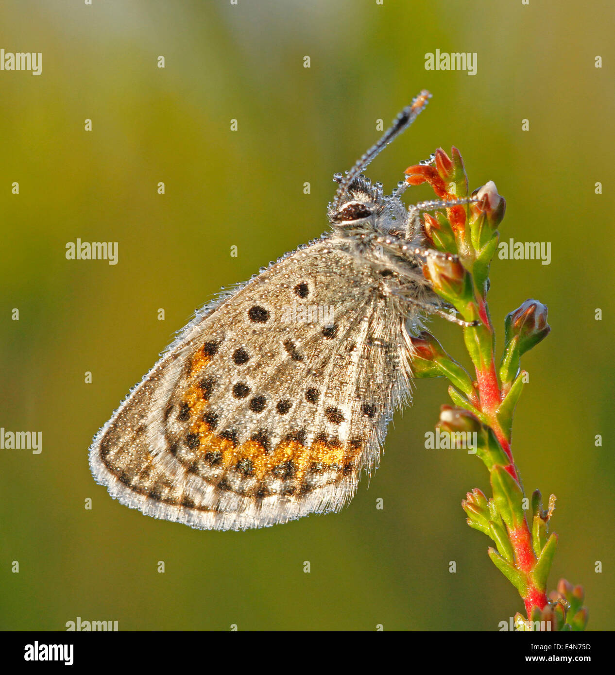 Silver Studded Blue Butterfly High Resolution Stock Photography and ...