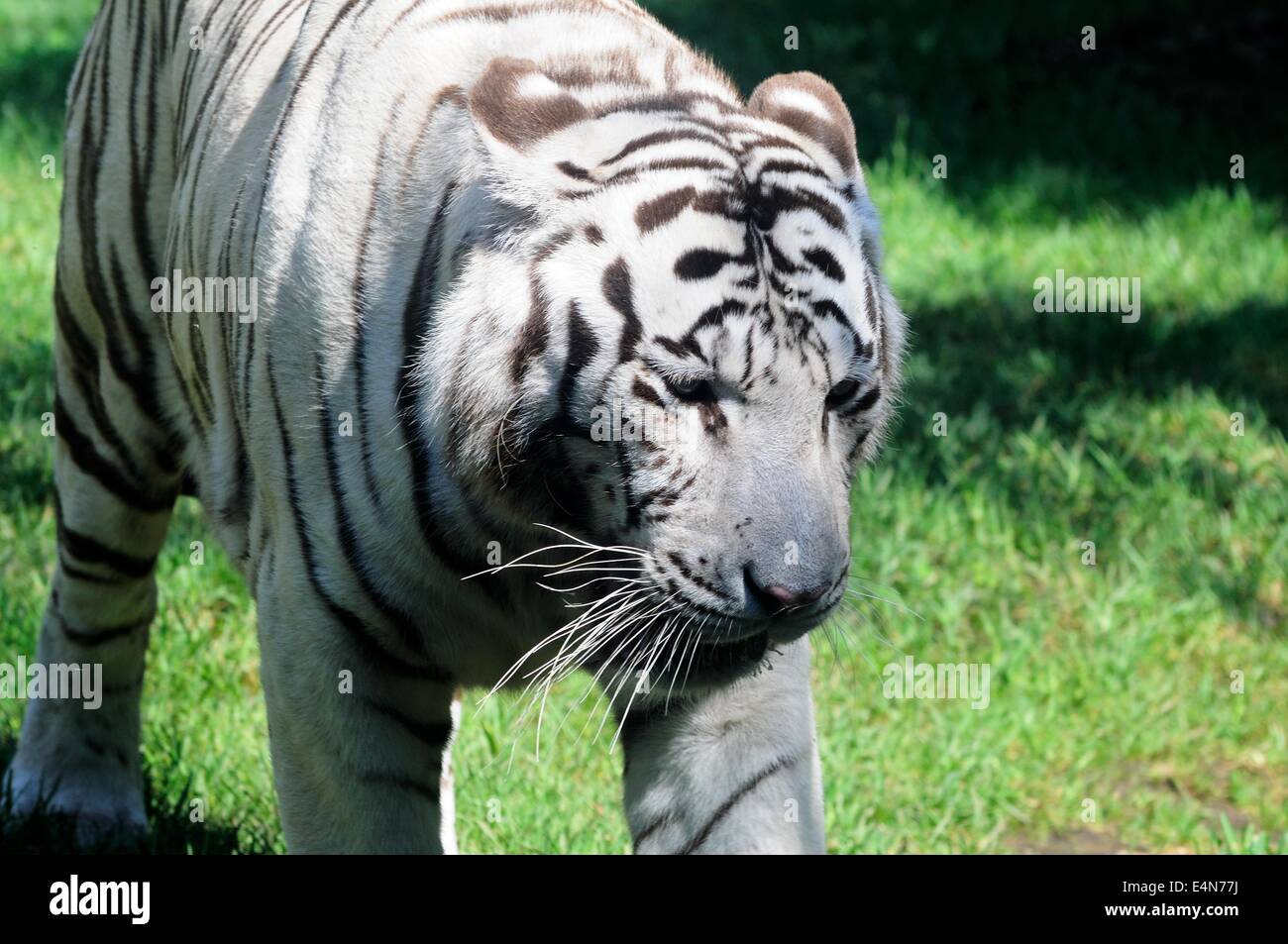 Walking sumatran tiger panthera tigris hi-res stock photography and ...