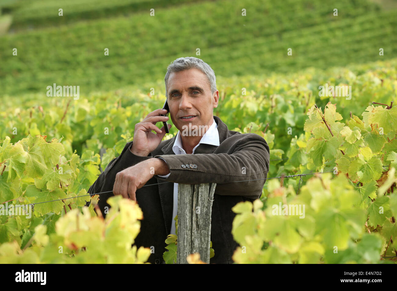 A mature man in a middle of a vineyard Stock Photo - Alamy
