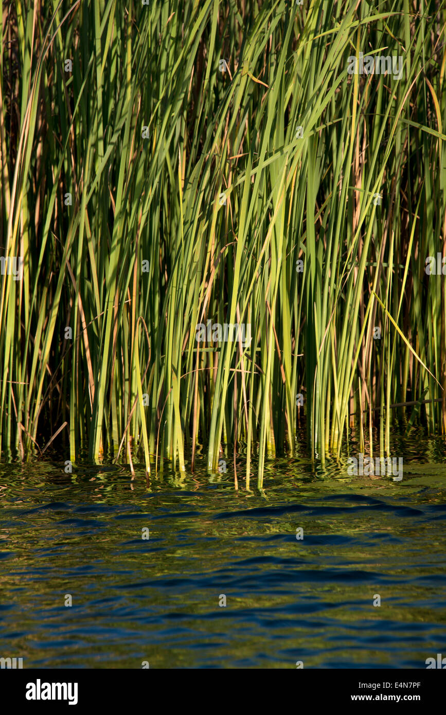 Rippling lines hi-res stock photography and images - Alamy