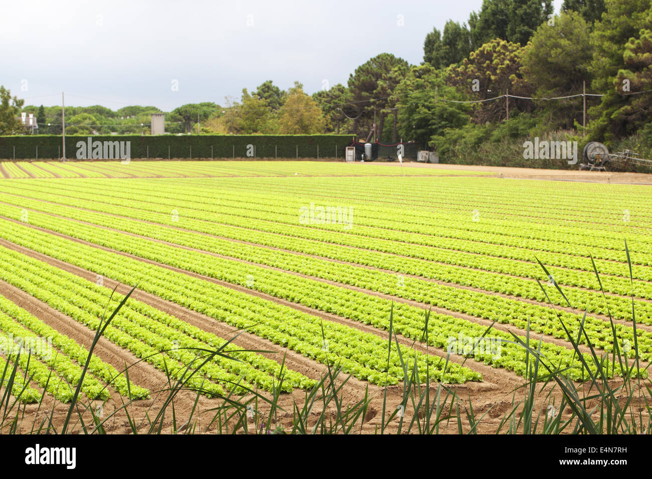 Green Cultivated Field Stock Photo - Alamy