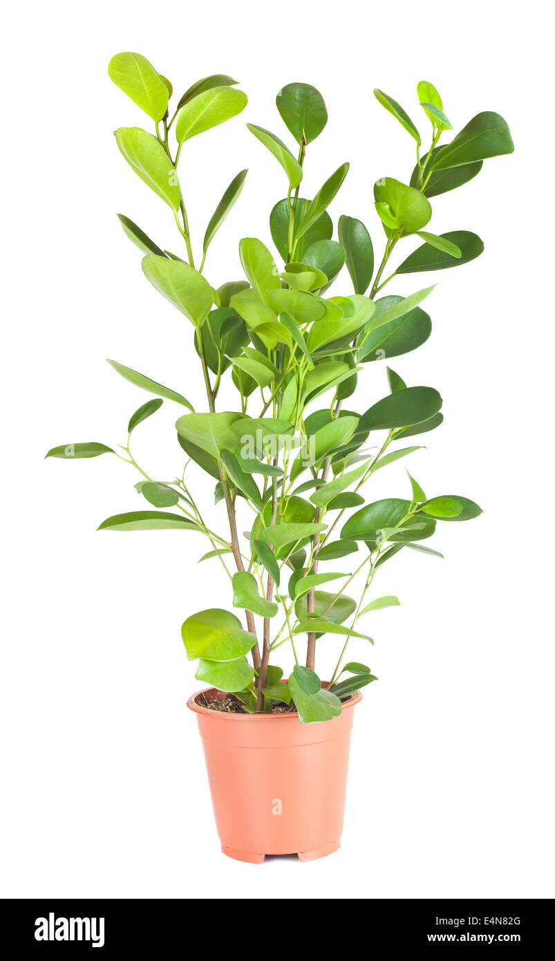 Interior design plant ficus Cut Out Stock Images & Pictures - Alamy