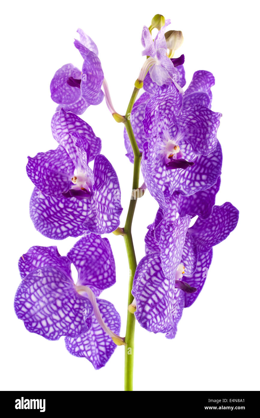 Orchid flower branch Stock Photo - Alamy