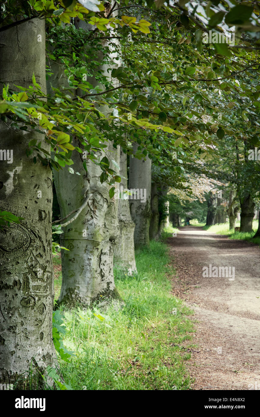 Tree alley footpath natural theme hi-res stock photography and images ...