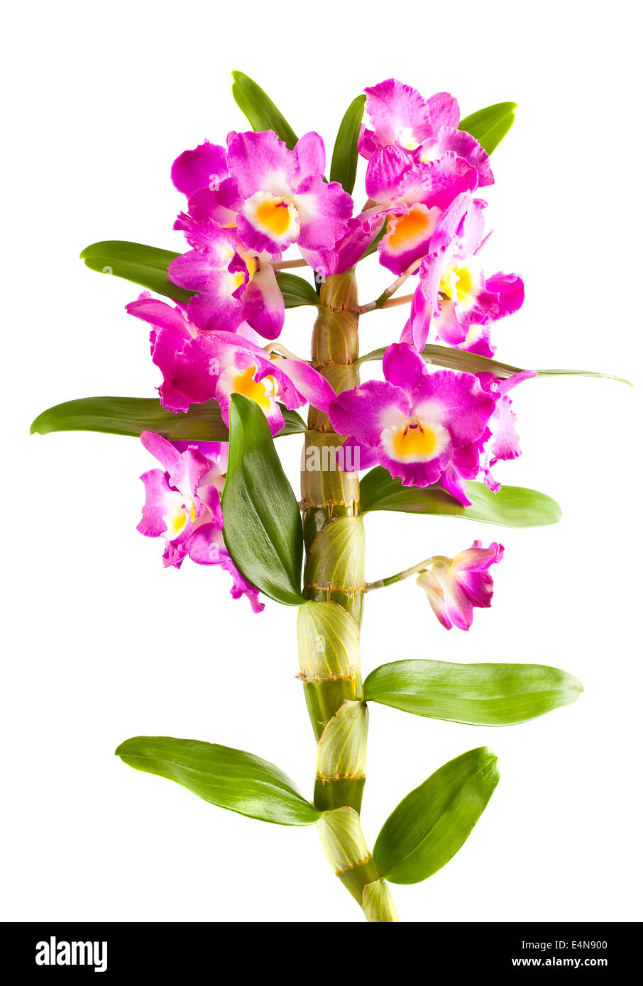 Pink flower leaves design Cut Out Stock Images & Pictures - Alamy