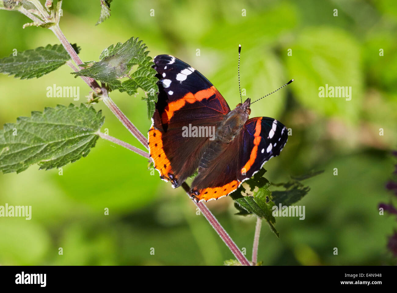 Red Admiral butterfly on stinging nettle. Bookham Common, Surrey ...