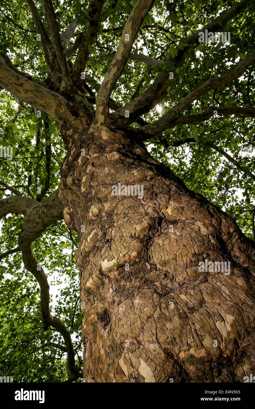 European ash (Fraxinus excelsior) known as the ash or common ash. View ...