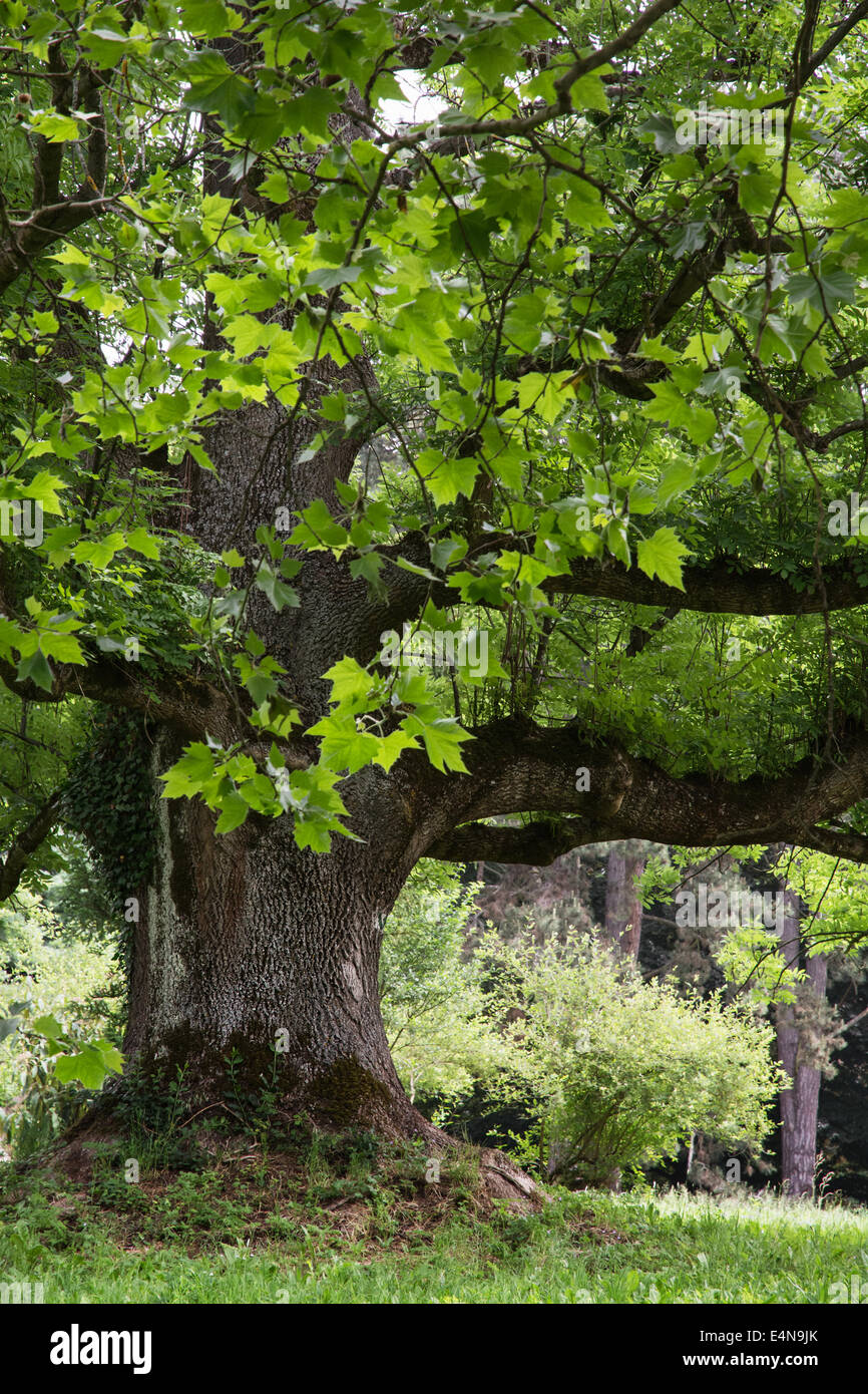 Massive maple tree in the european forest Stock Photo - Alamy