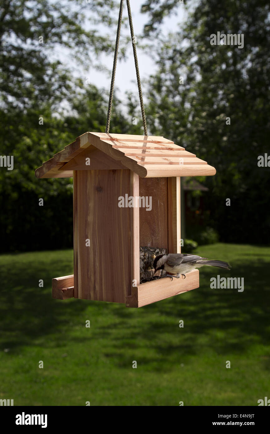 little bird feeding Stock Photo - Alamy