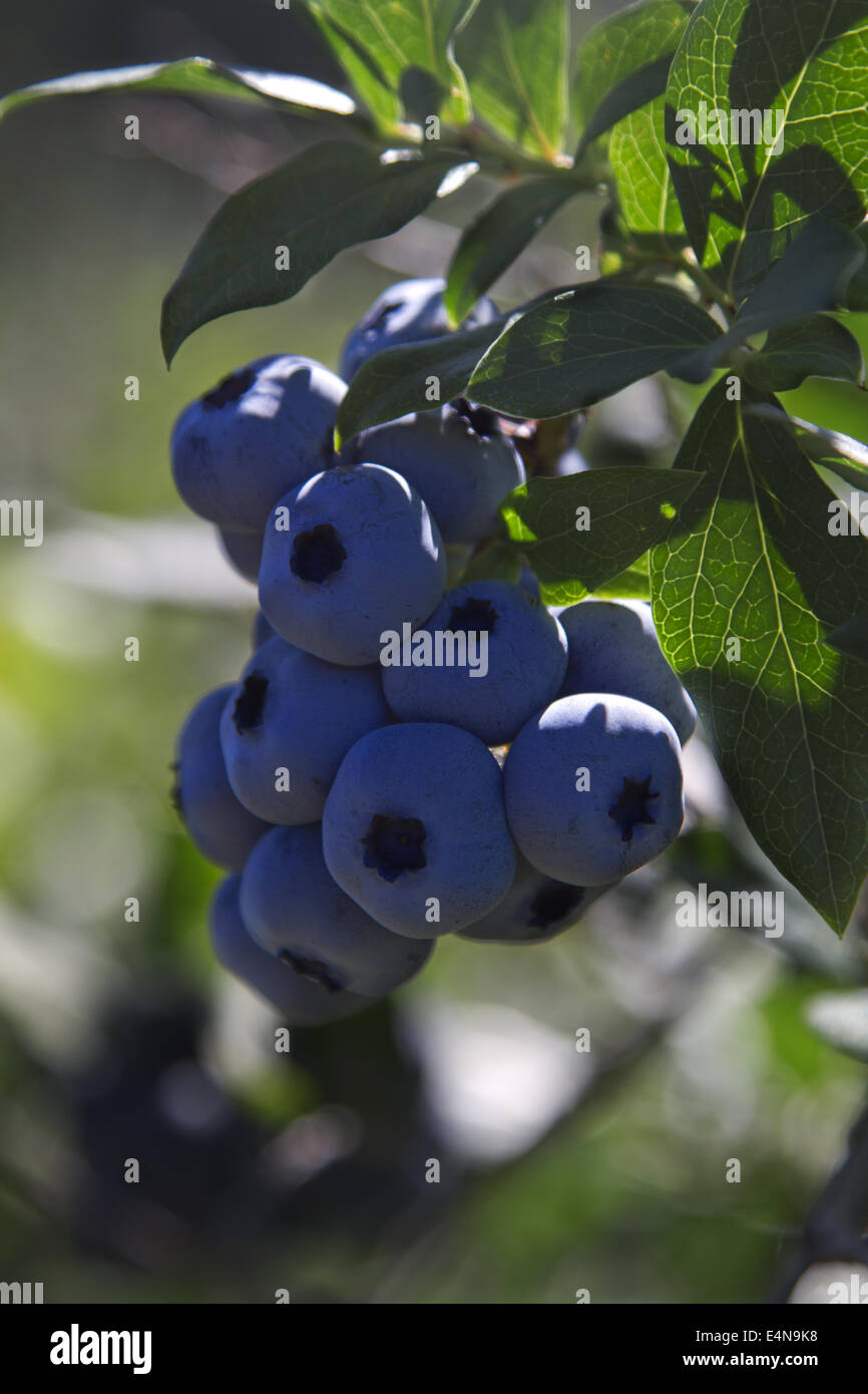 Grape twig hi-res stock photography and images - Alamy