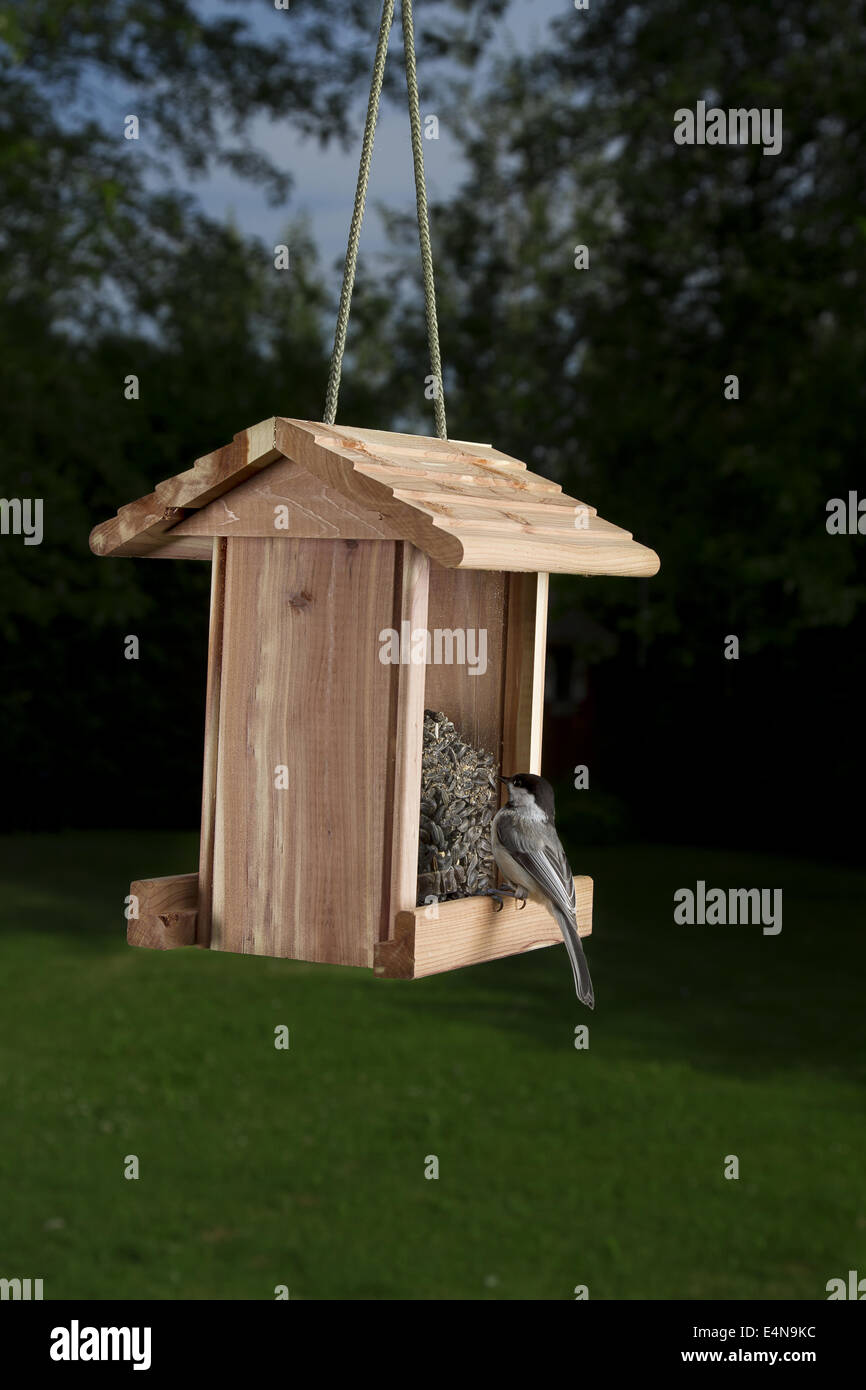 Feathered guard hi-res stock photography and images - Alamy