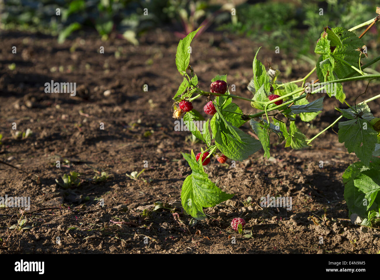 raspberry on the branch Stock Photo - Alamy