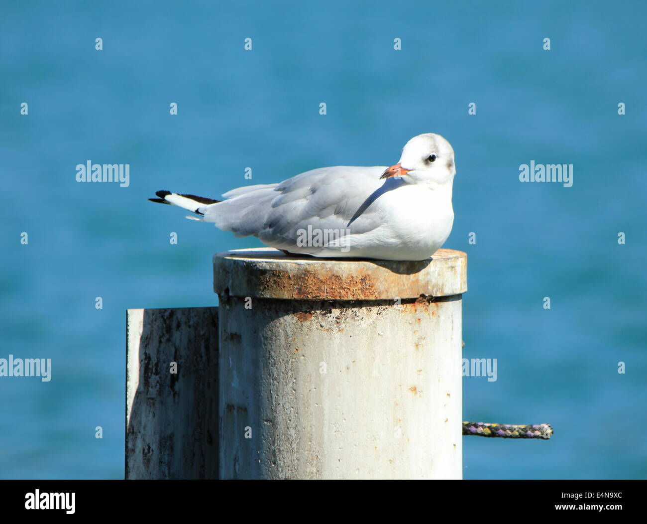 Seagull on a post Stock Photo - Alamy