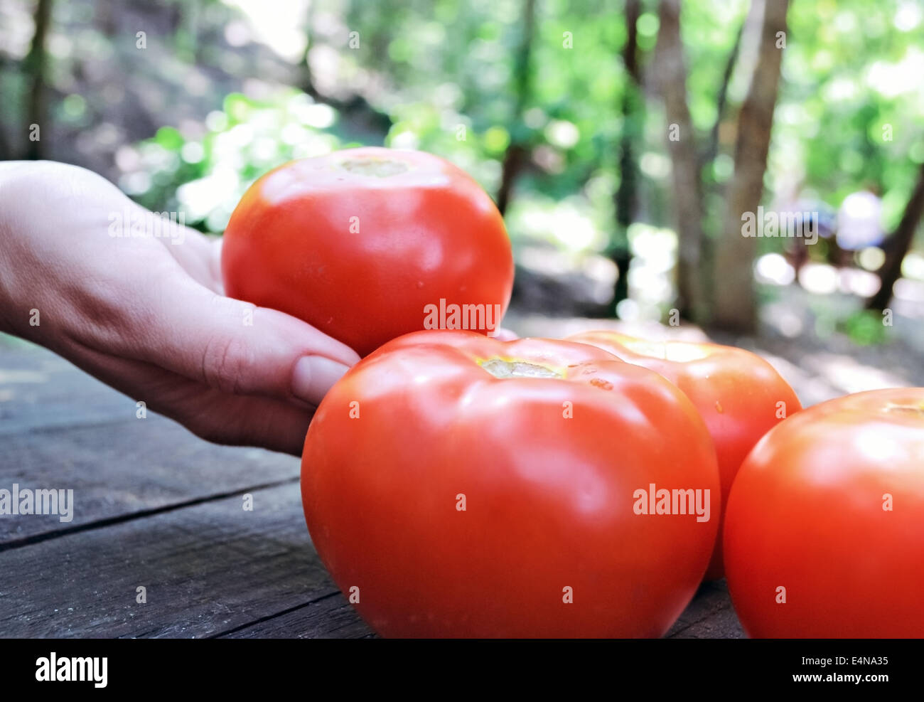 Fresh organic tomato held in hand Stock Photo - Alamy
