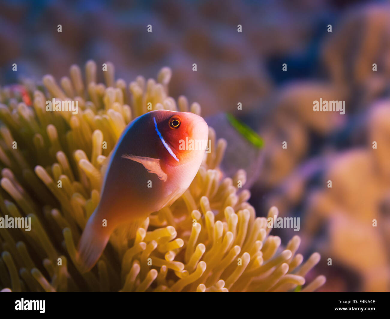 Tropical fish Pink clownfish Stock Photo - Alamy