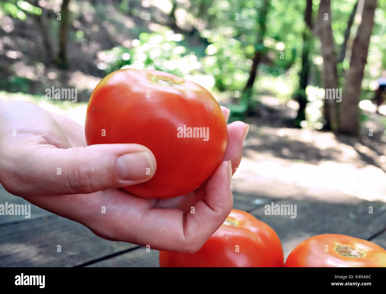Tomato protection hi-res stock photography and images - Alamy