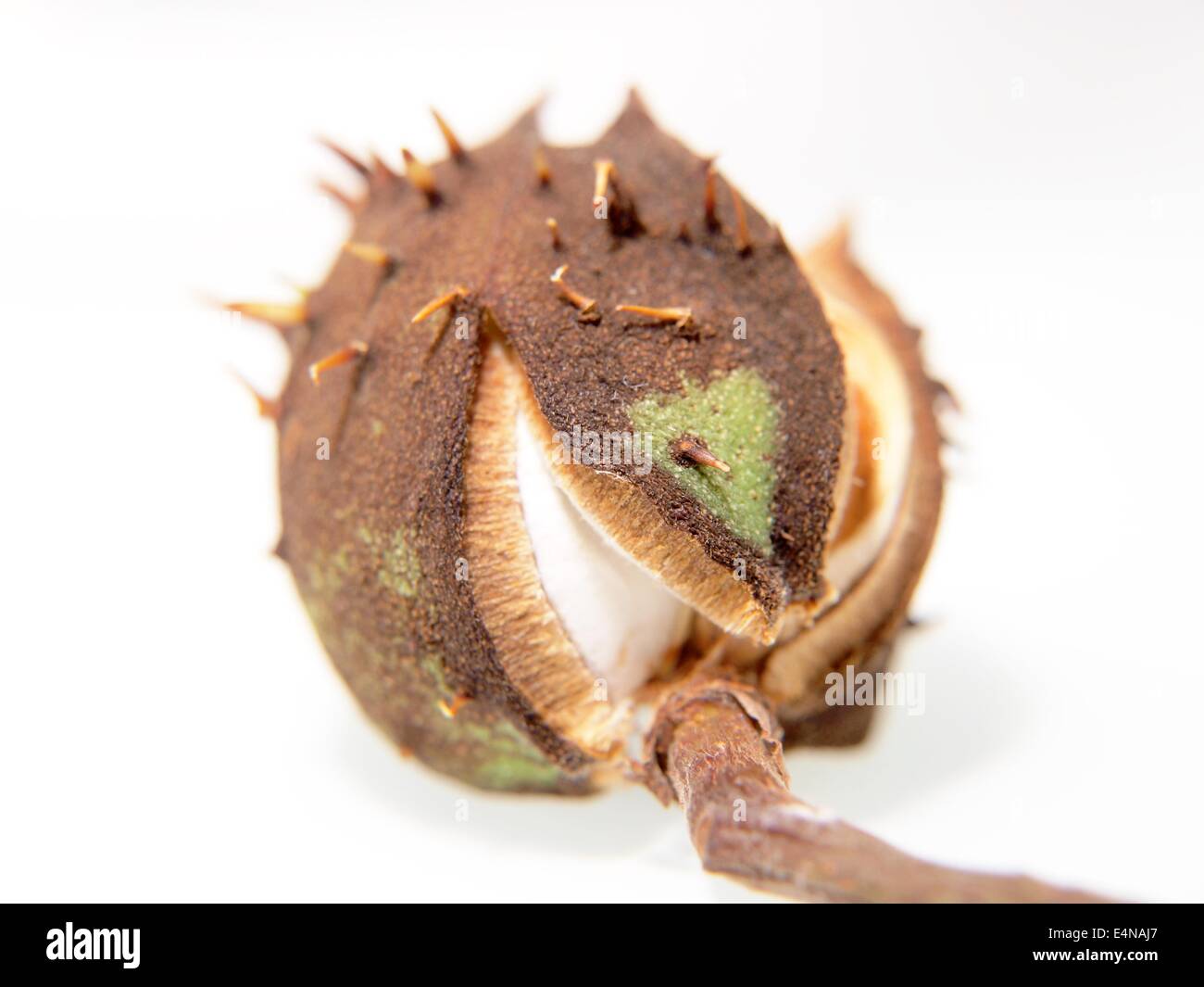 Chestnut open prickly shell hi-res stock photography and images - Alamy