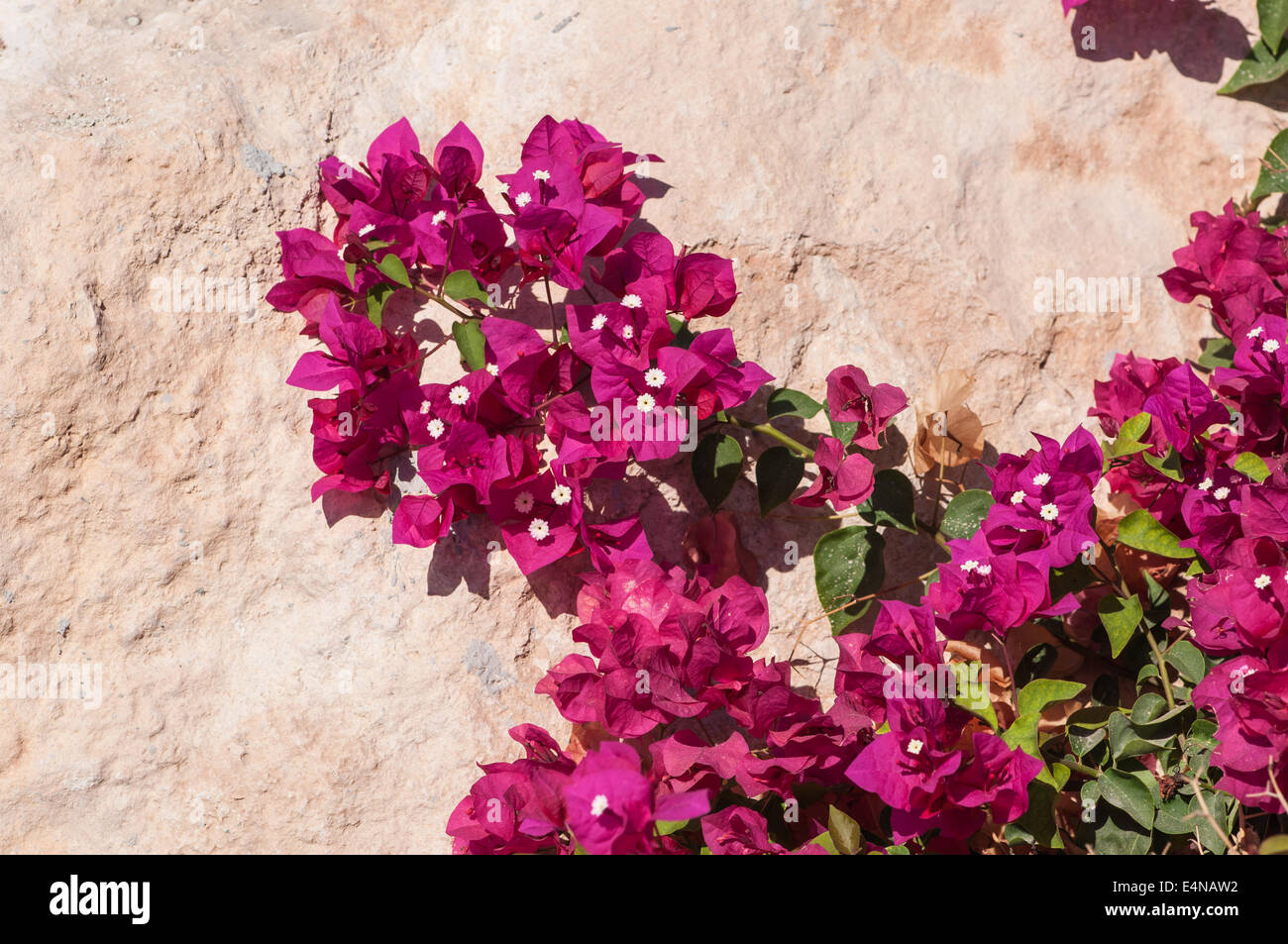 Bougain hi-res stock photography and images - Alamy