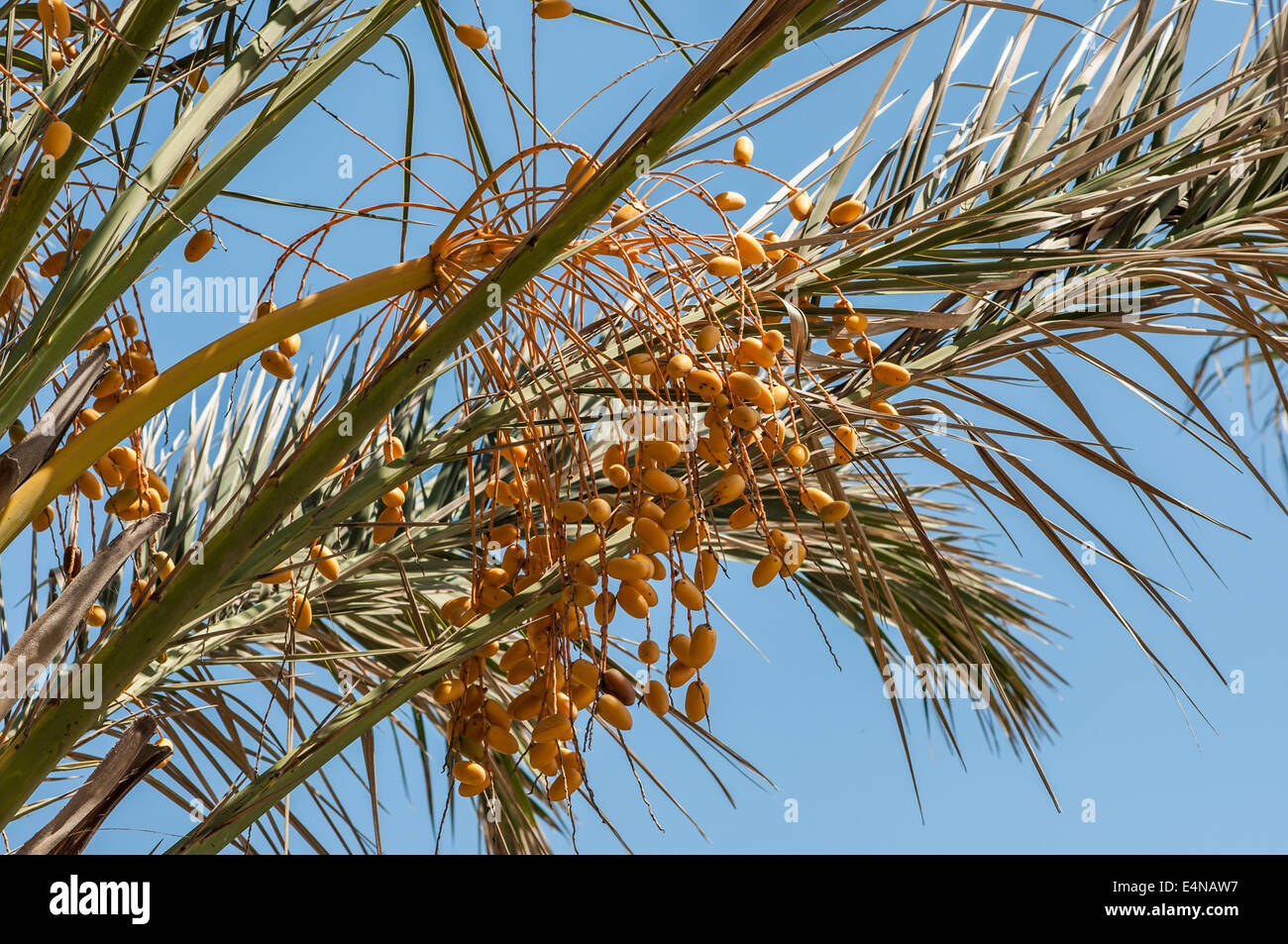 Dactylifera hi-res stock photography and images - Alamy