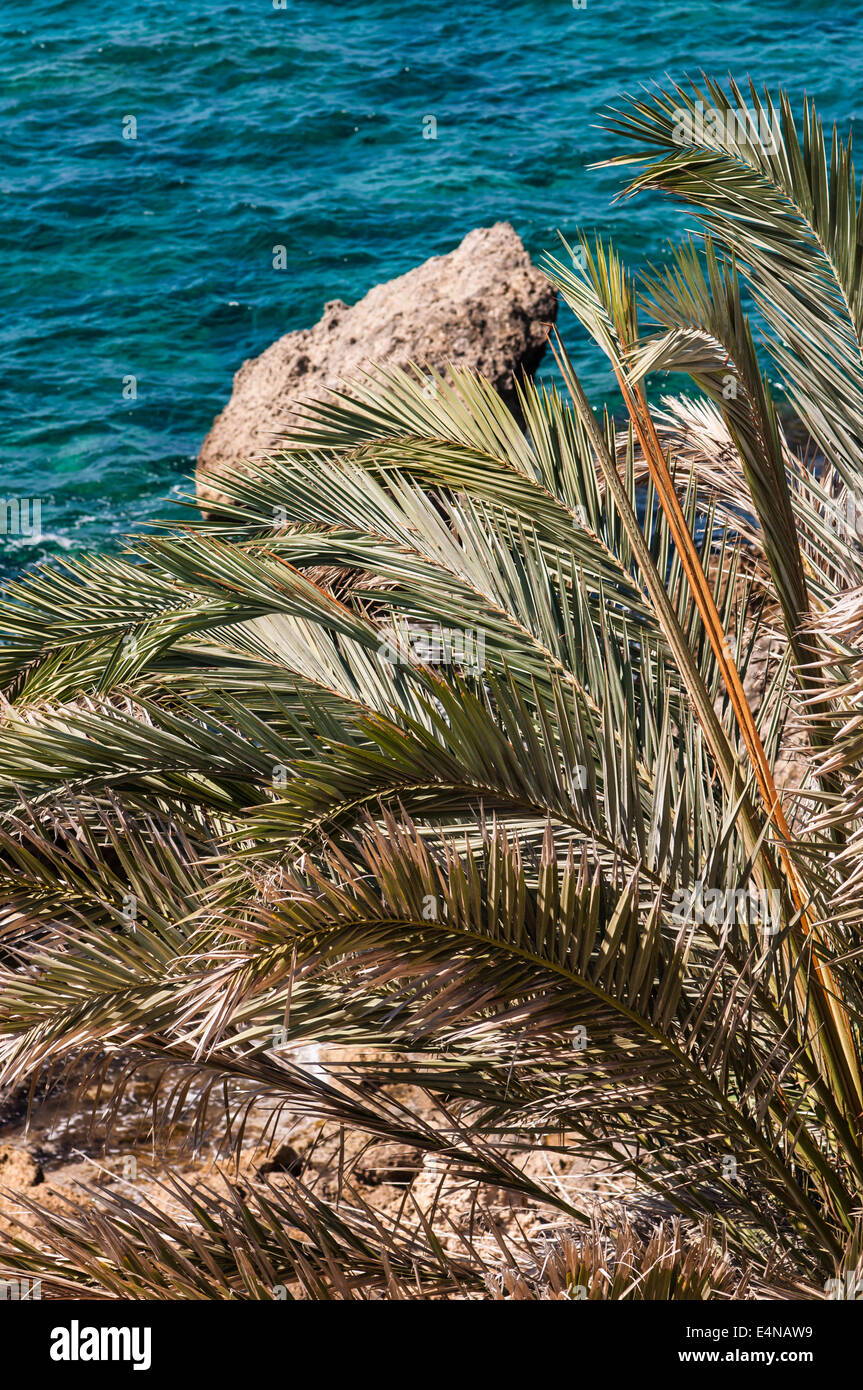 Edge frond leaf hi-res stock photography and images - Alamy