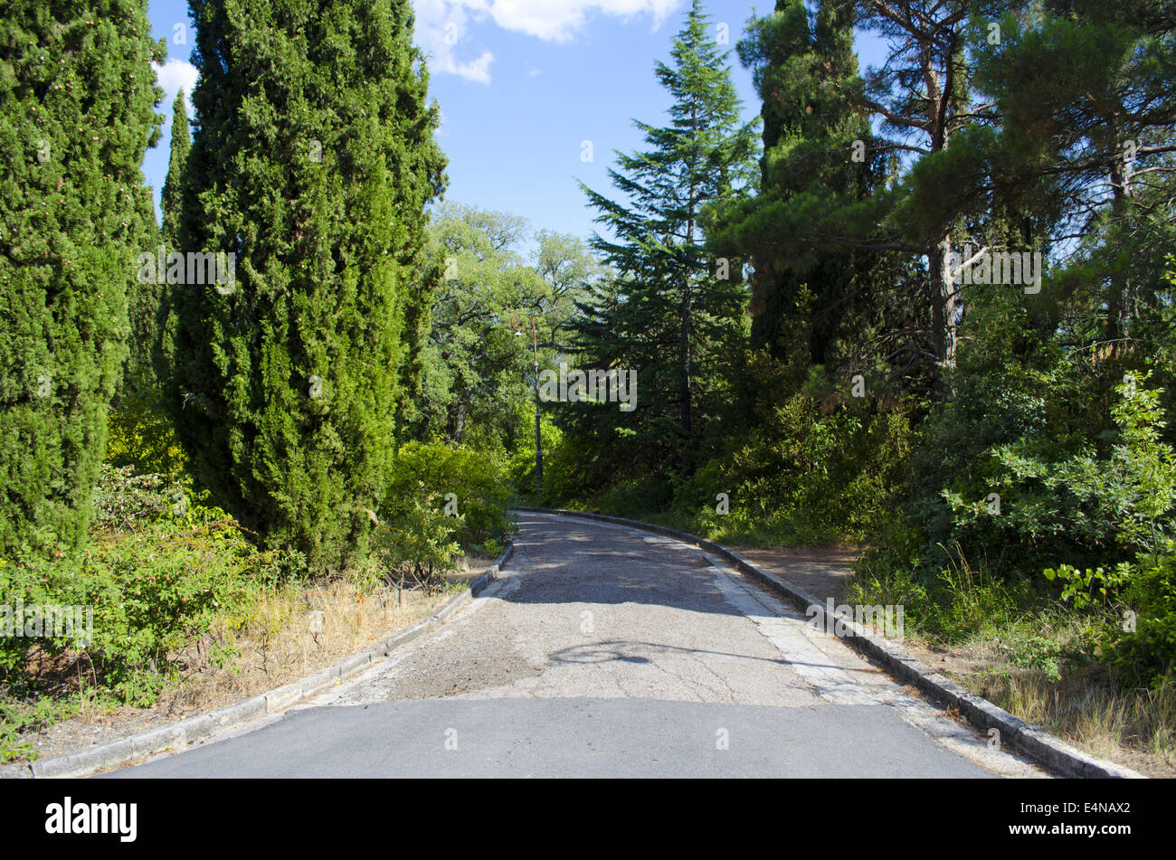 Landscape trees along road hi-res stock photography and images - Alamy