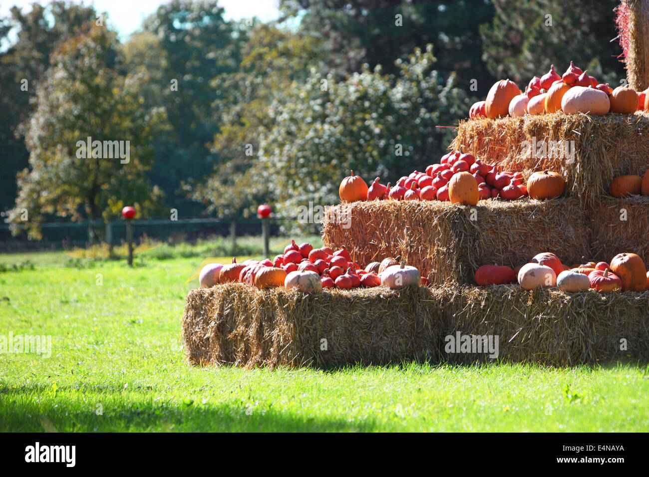 Display of autumn produce at farmers market Stock Photo - Alamy