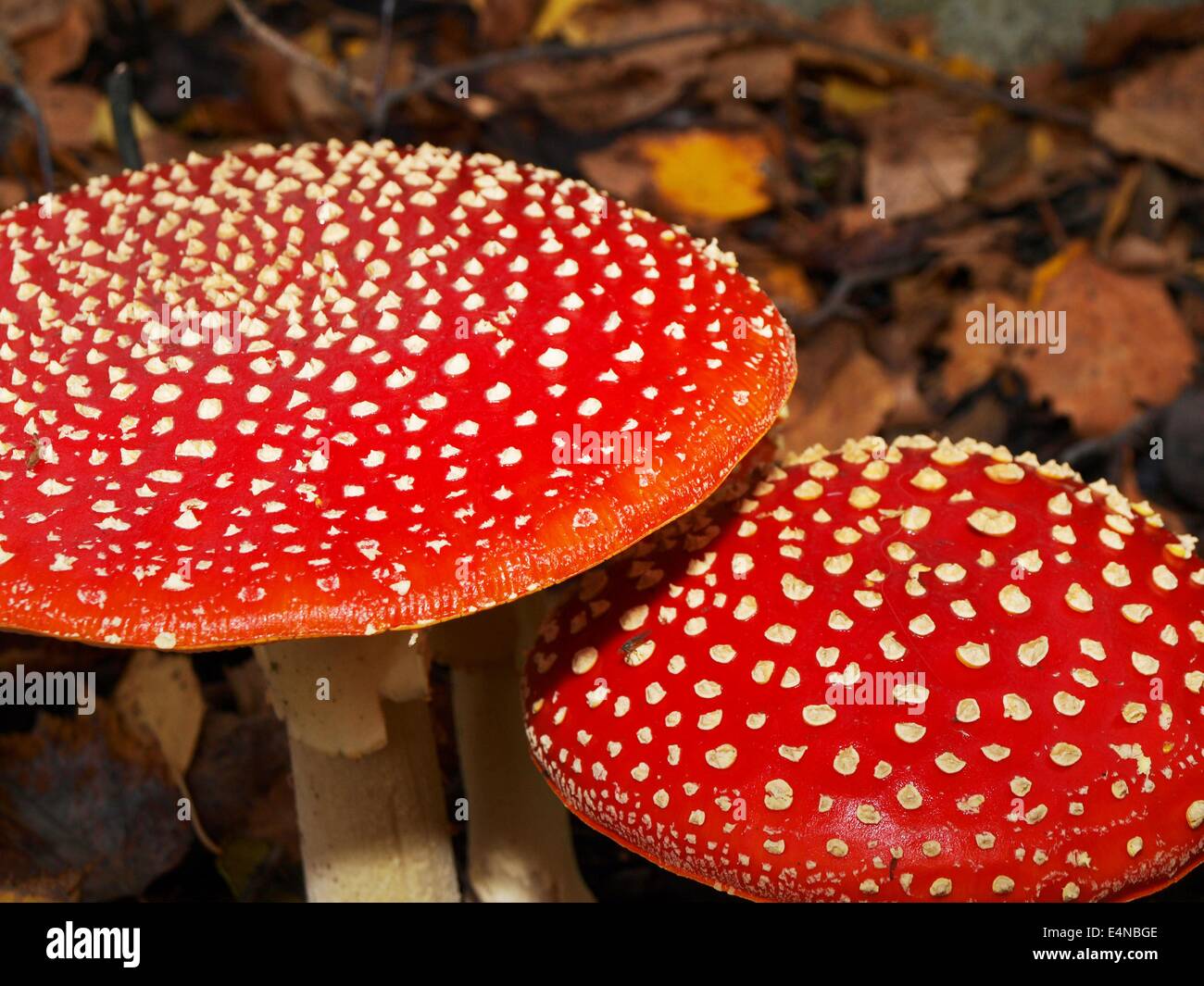 Big toadstool hi-res stock photography and images - Alamy