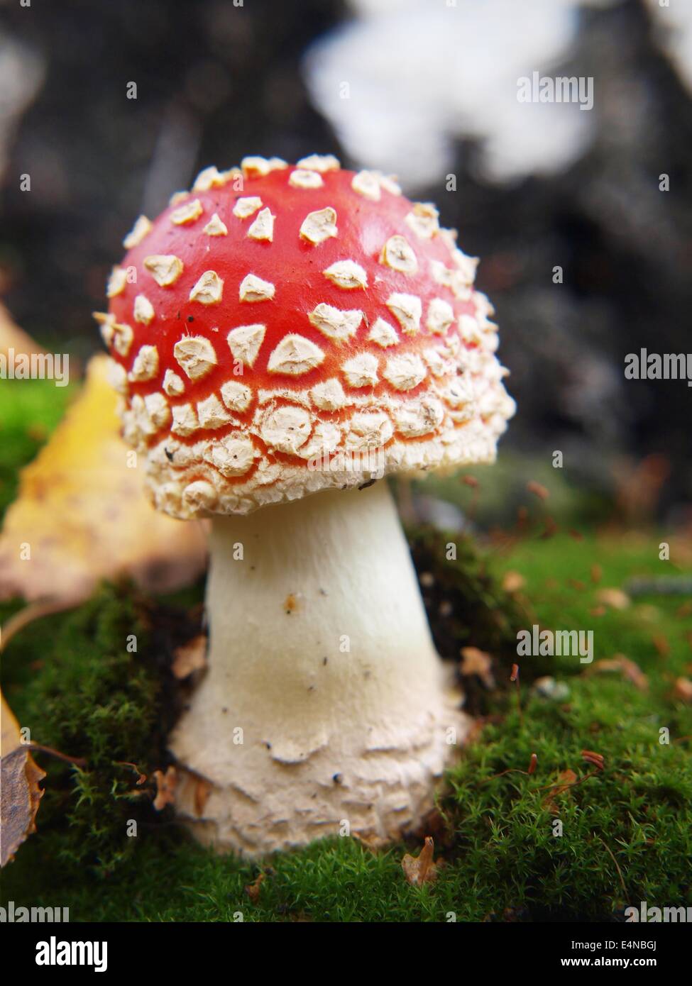 Toadstool mushroom hi-res stock photography and images - Alamy