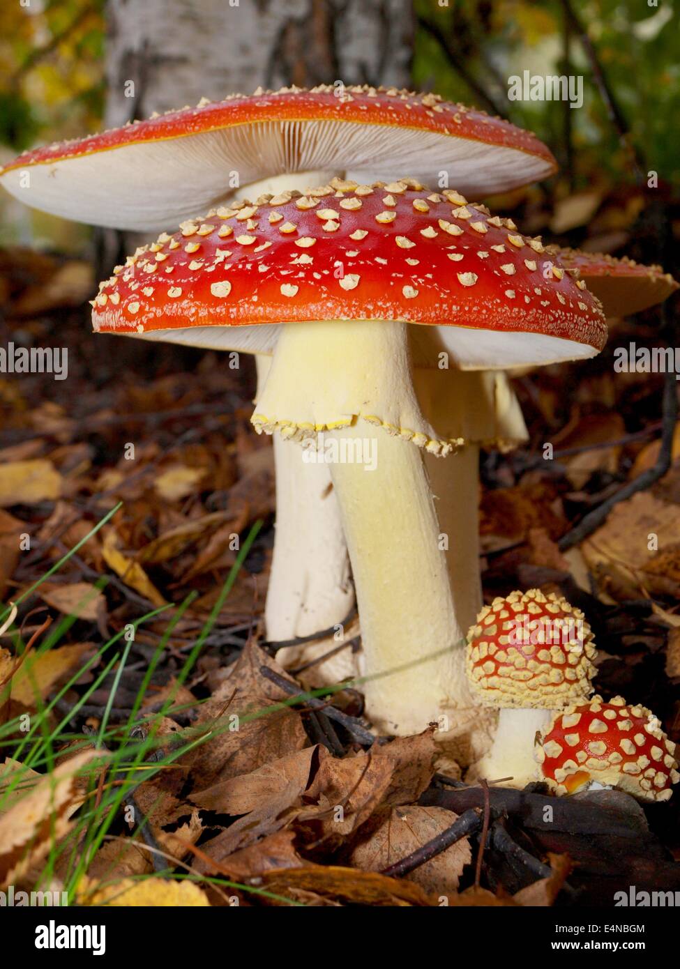Big toadstool hi-res stock photography and images - Alamy